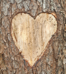 Florida Forestry - Florida Forestry Association