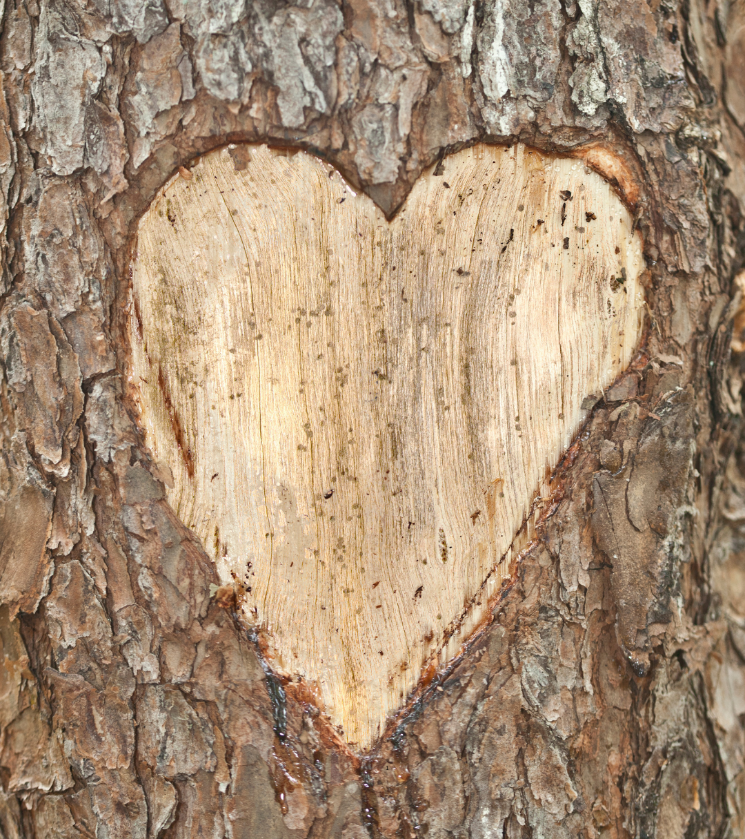 Florida Forestry - Florida Forestry Association