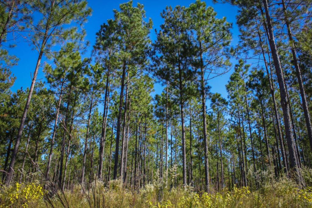 Hurricane Recovery Resources - Florida Forestry Association