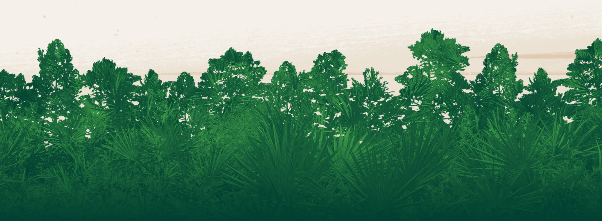 The Association - Florida Forestry Association